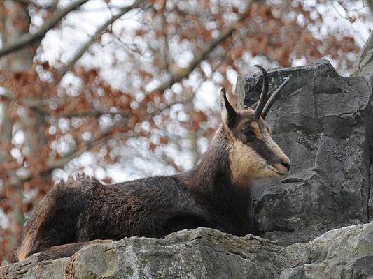 El sarrio es un animal que habita en media y alta montaña, generalmente ...