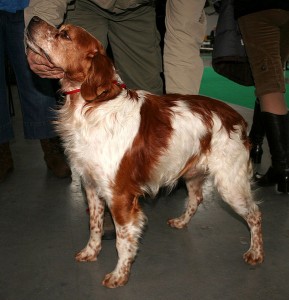 Spaniel bretón