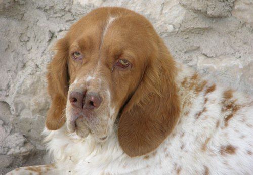 Dócil, tranquilo e inteligente, el pachón navarro es un perro muy ...