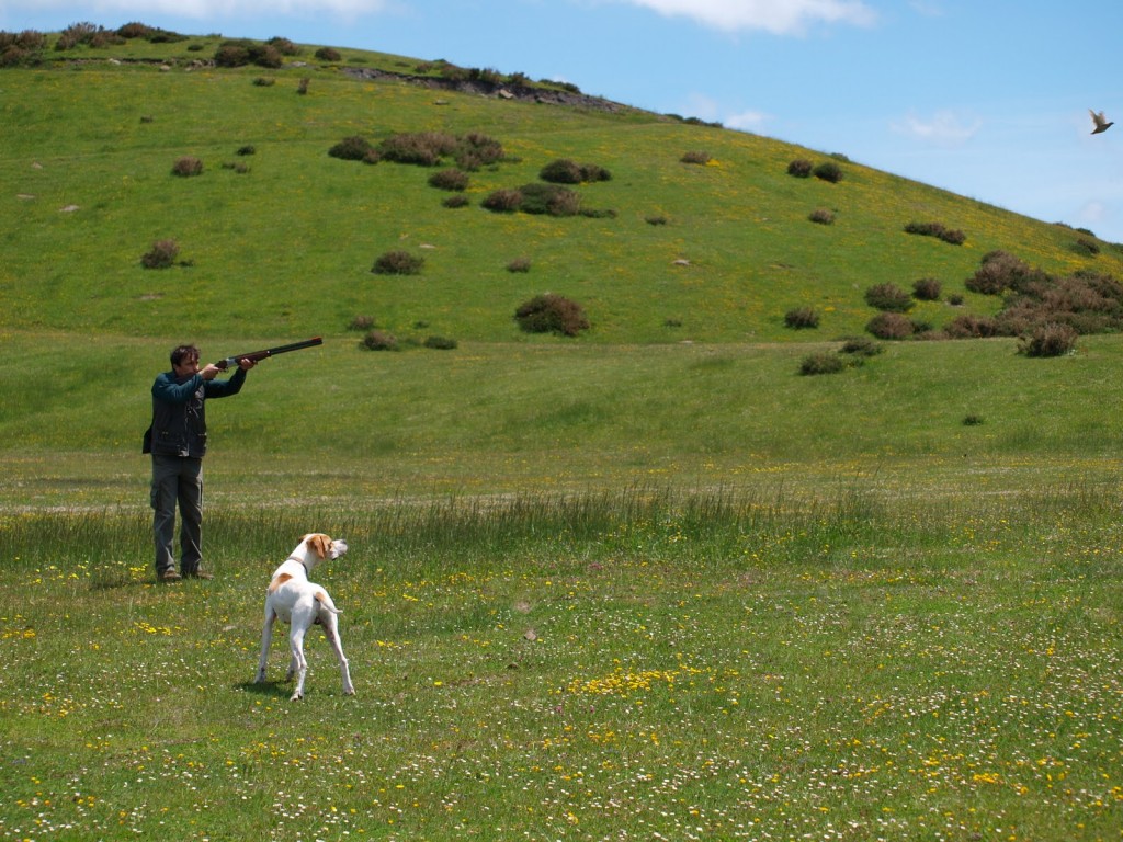 Cinegética Cernegula
