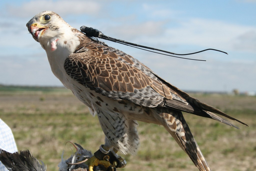 La Altanería convertida en arte en Extremadura