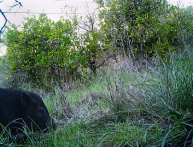 Imagen capturada por cámara trampa de los Delibes