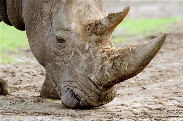 Los cuernos subastados provienen de la finca de John Hume, donde 1.500 ...