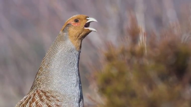30 octubre, 2017• Vídeos de caza