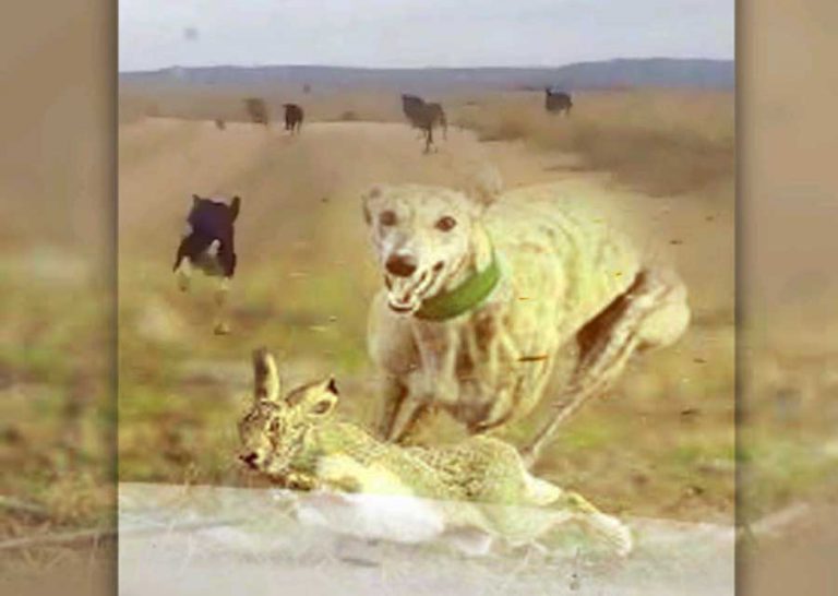 Un vídeo que circula por las redes recoge una persecución inusual entre ...