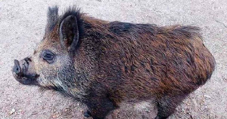 La expansión del cerdolí en Asturias ha sido motivo de risas en una ...