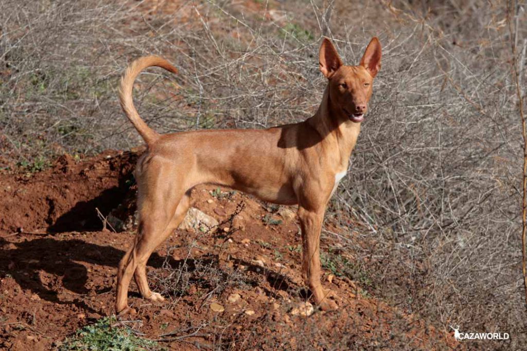 Su objetivo es dar más difusión al podenco andaluz y maneto en Cataluña ...