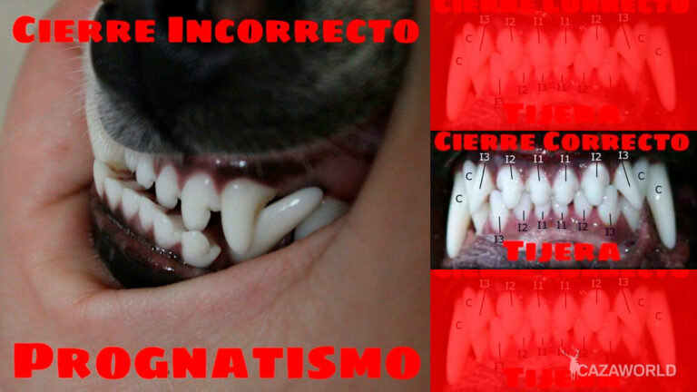 La boca es la herramienta del perro de agarre, por lo cual, tiene que ...