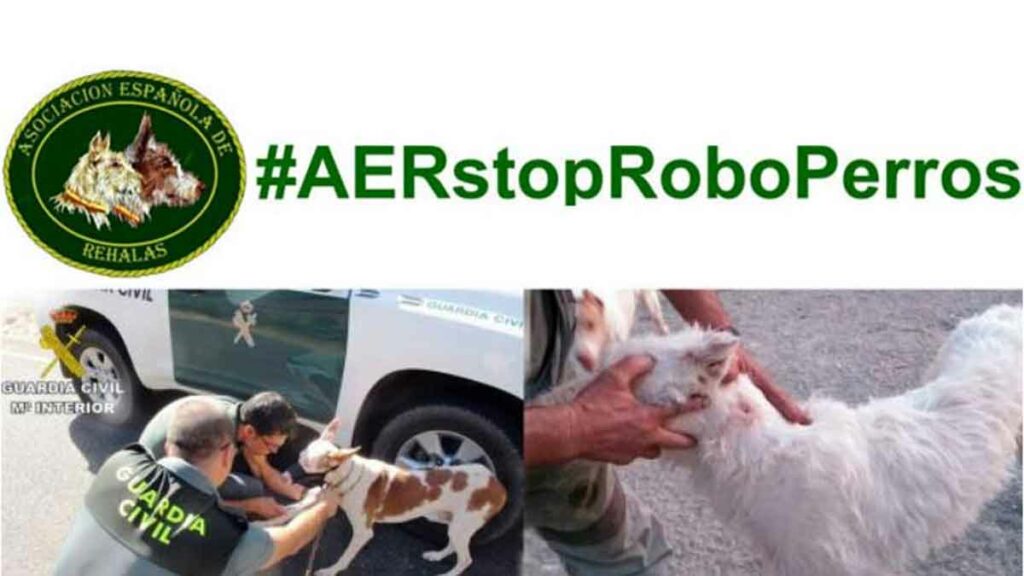 La AER, preocupada por la seguridad de perros en los momentos previos ...