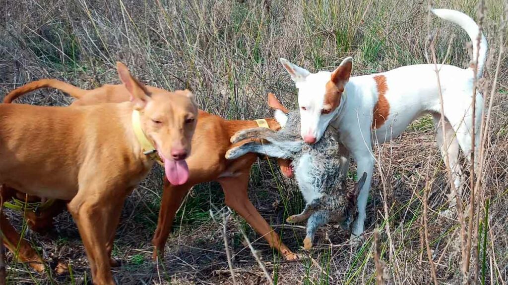 ‘Bruja’, de José F. Murillo, y ‘Candela’, de Guillermo García, se ...